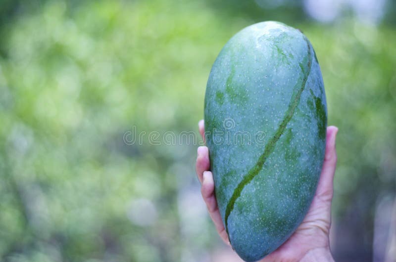 Large Mango. the Fruit is Large. Stock Image - Image of vitamin, nature ...
