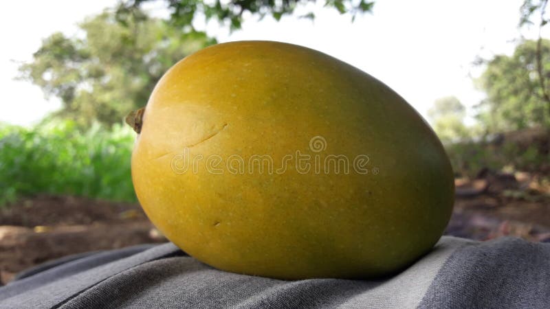 A large mango in India stock image. Image of pink, back - 195560029