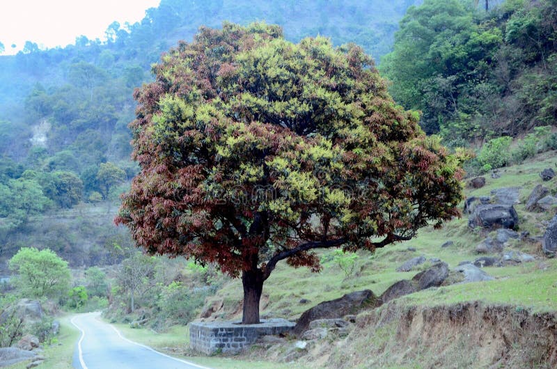 Large Mango Tree beside the Road Stock Photo - Image of leaf, mango ...