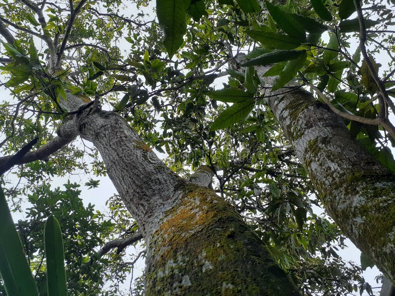 Large Mango Tree View from the Ground Stock Photo - Image of large ...