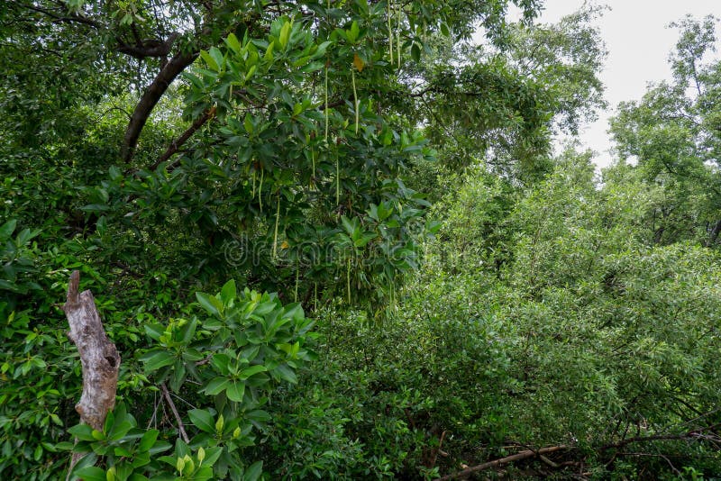 A Large Mangrove Tree, in a Fertile Forest Stock Image - Image of river ...