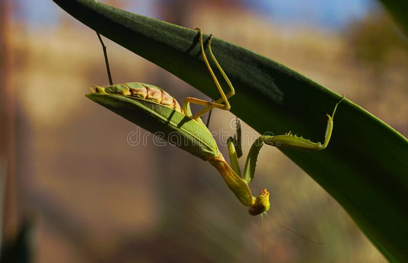 A Large Mantis on a Tree Branch Stock Photo - Image of isolated, field ...