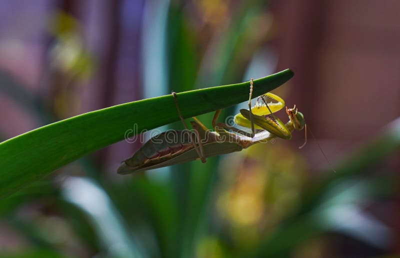 A Large Mantis on a Tree Branch Stock Photo - Image of outdoor, praying ...