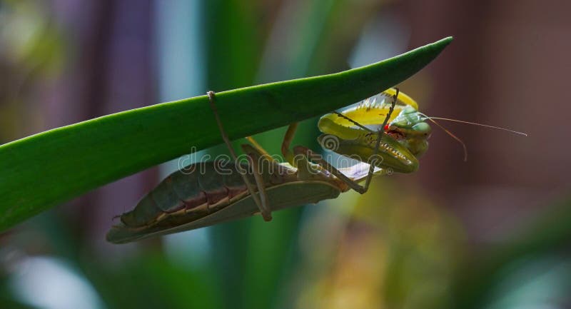 A Large Mantis on a Tree Branch Stock Image - Image of wildlife ...