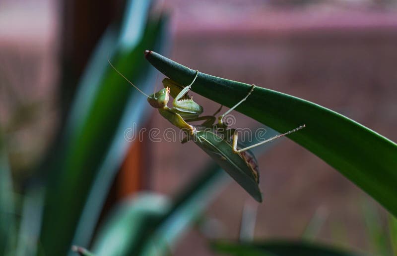 A Large Mantis on a Tree Branch Stock Photo - Image of fresh, wildlife ...