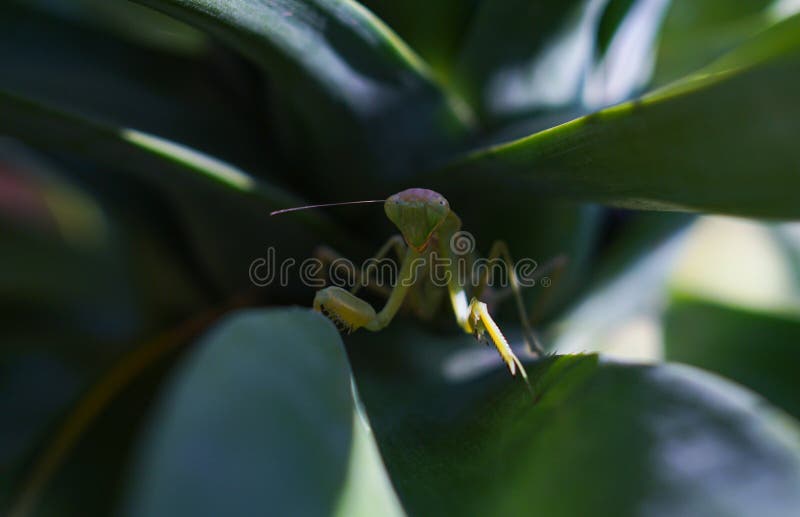 A Large Mantis on a Tree Branch Stock Image - Image of summer, nature ...