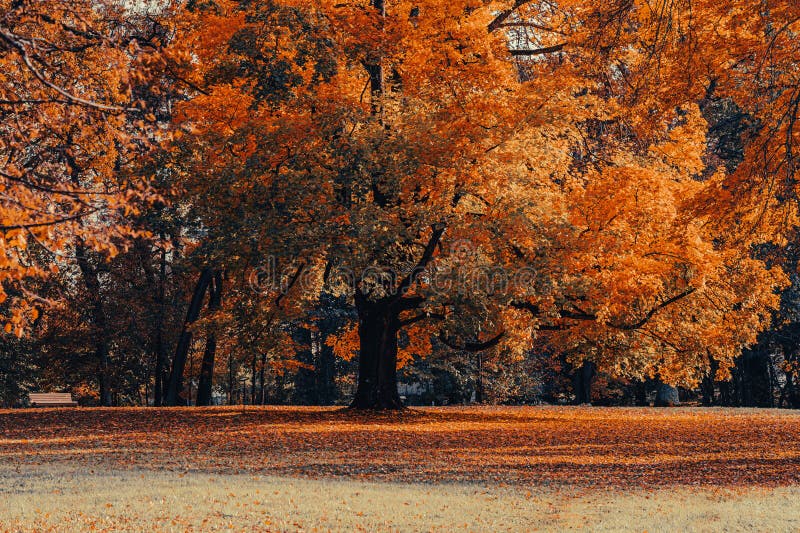 Large Maple with Red Leaves in Autumn, a Small Bench in the Park Under ...