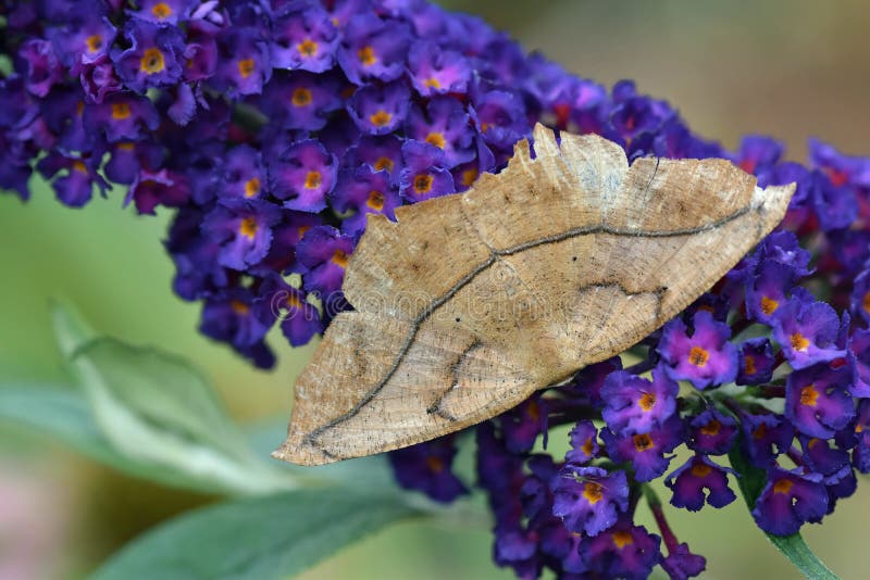 Oak Besma Moth on Butterfly Bush Stock Photo - Image of michigan ...
