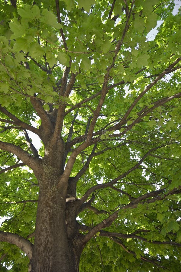 Large maple tree stock image. Image of timber, lofty, deciduous - 8304493