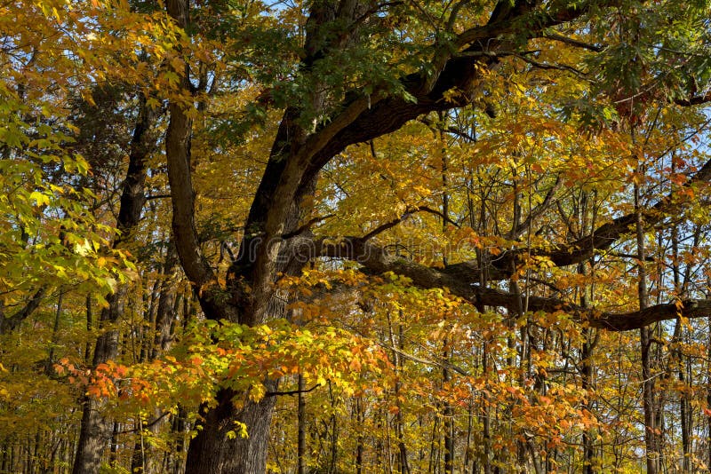 Large Maple Tree in Autumn Colors Stock Image - Image of leafs, color ...