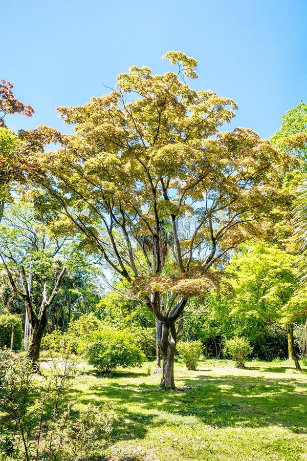 Large Maple Tree on Sunny Summer Day in Green Park Stock Image - Image ...