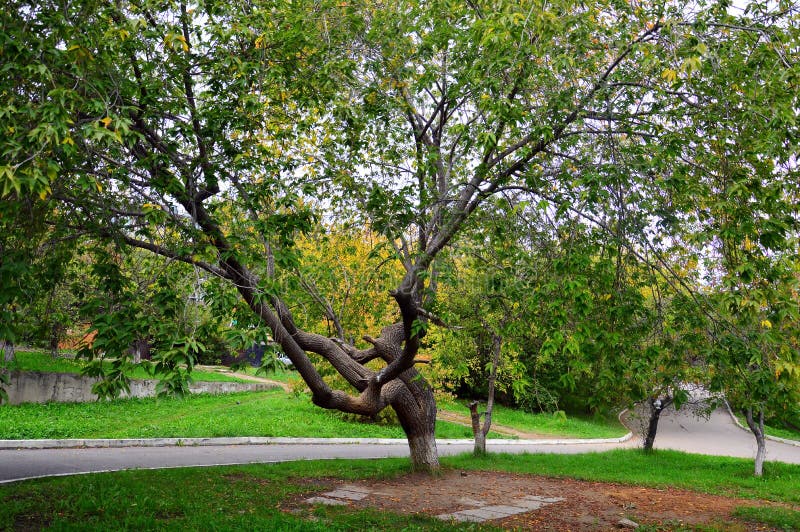 A Large Maple Tree in Urban Backyard. Autumn. Stock Image - Image of ...