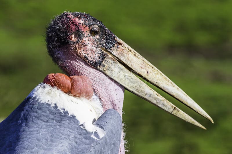 Large Marabou Stork Head stock image. Image of open, avian - 49507503