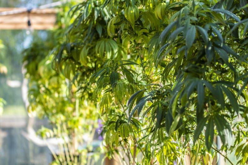 Large Marijuana Plants Close Up Stock Image - Image of background, grow ...