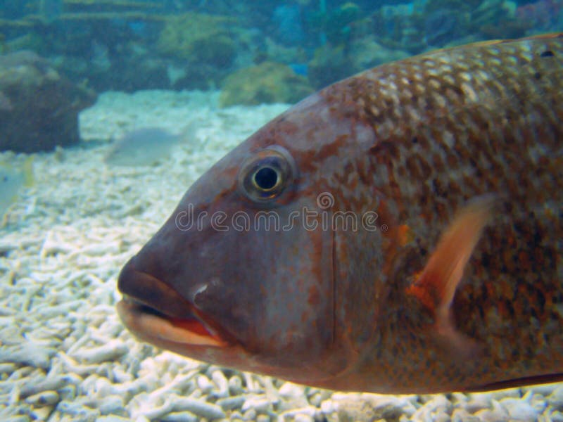 Large Marine Fish Under the Sea Stock Photo - Image of creature ...