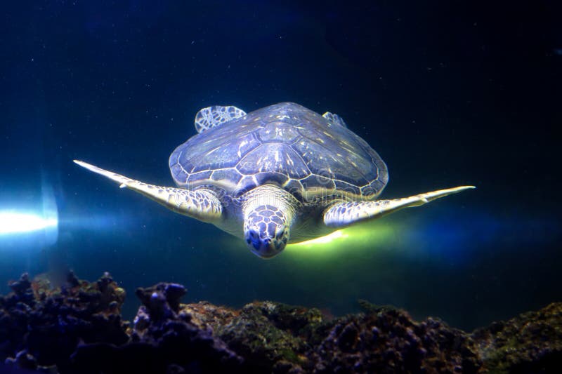 Large Marine, Oceanic, Turtle in an Aquarium Stock Photo - Image of ...