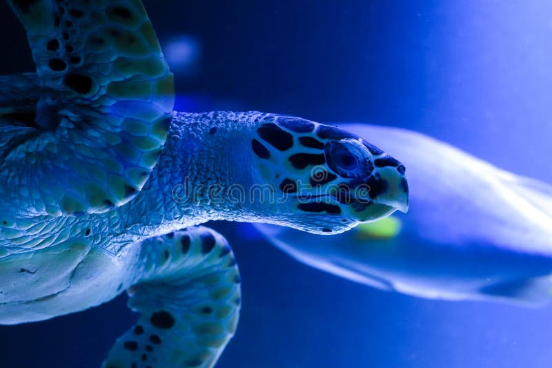 Large Marine, Oceanic, Turtle in an Aquarium Stock Photo - Image of ...