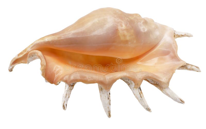 Large marine shell stock photo. Image of ocean, tropical - 116248628