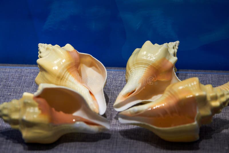 Large Marine Shell Specimens Various Shapes Stock Photos - Free ...