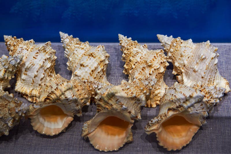 Large Marine Shell Specimens of Various Shapes Stock Image - Image of ...