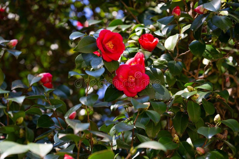 Large Mass of Deep Red Camellia Black Lace Flowers in Spring Stock ...