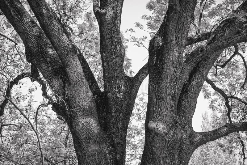 Large Massive Tree Trunk Branches Split in Two. Black and White ...