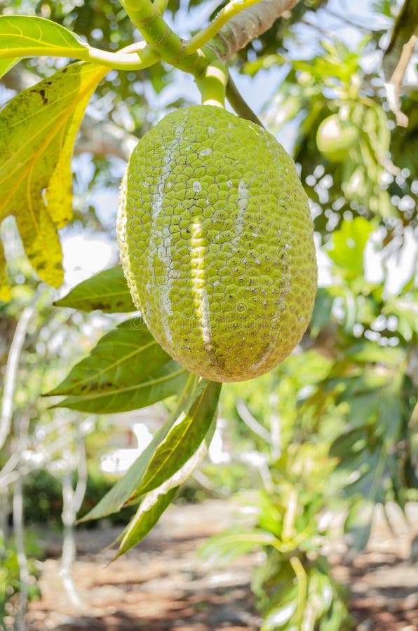 Sunshine on Mature Tree Breadfruit Stock Image - Image of kada, green ...