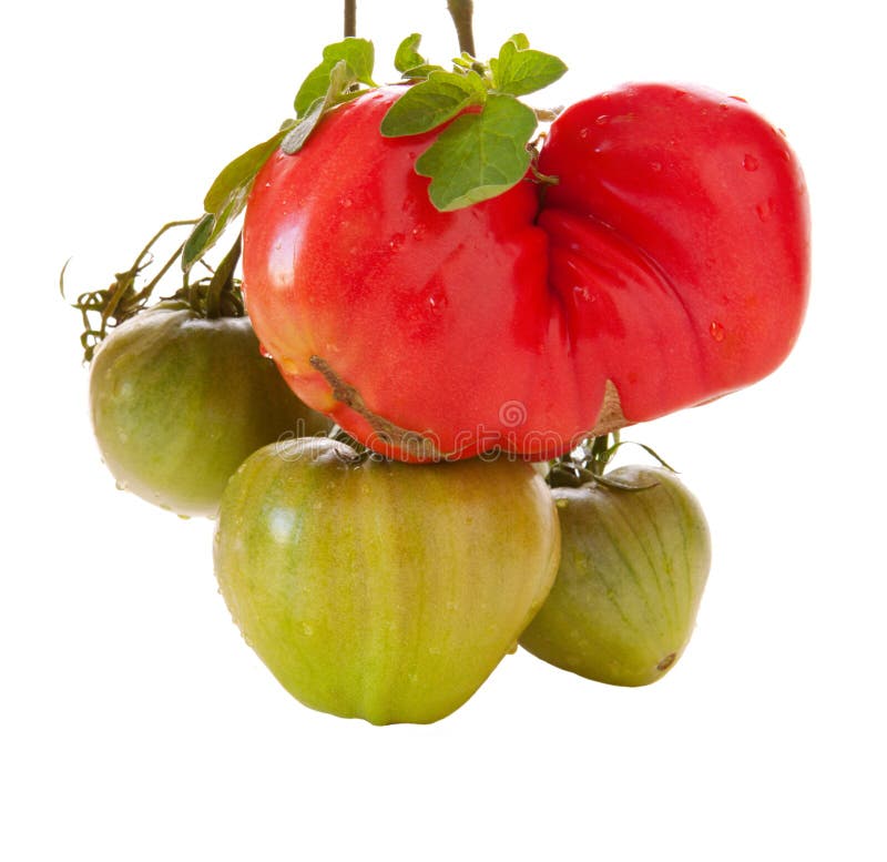 Large Mature Ox Heart Tomatoes. Stock Image - Image of juicy, delicious ...