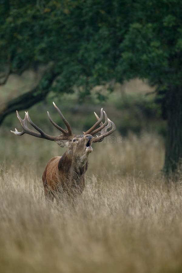 Large mature Red Deer stag stock photo. Image of bellowing - 45908054