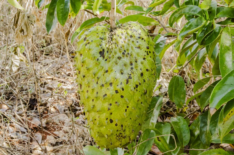 Ray of the Sun through a Guyabano Tree Stock Image - Image of rays ...