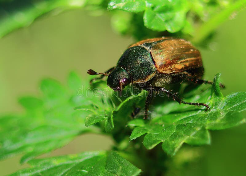 Large may beetle stock image. Image of shell, insects - 51365137