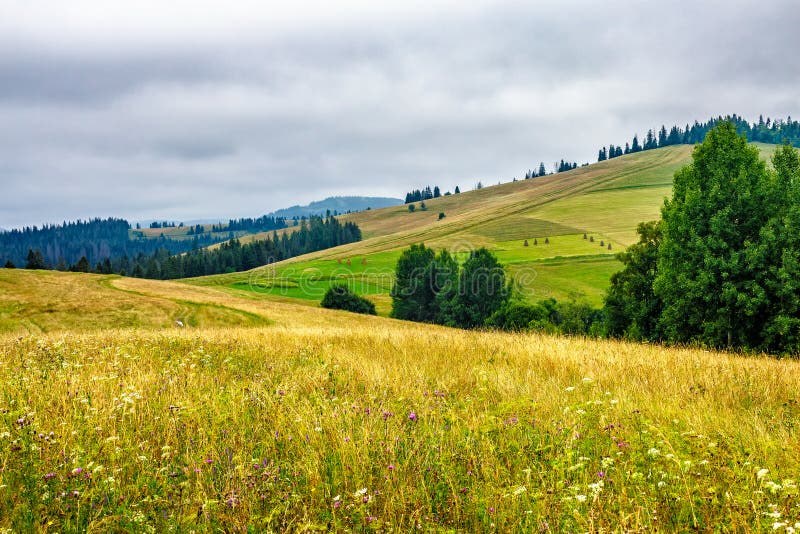 Large Meadow with Herbs, Trees in Mountain Area Stock Image - Image of ...