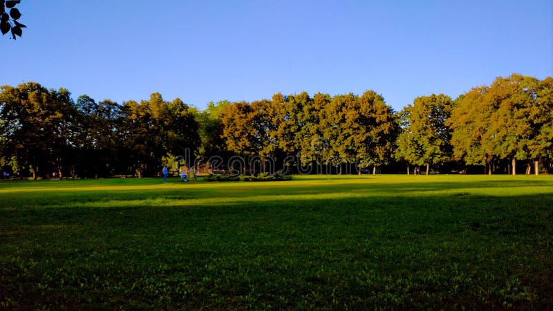 Large meadow in the park stock photo. Image of meadow - 196137996