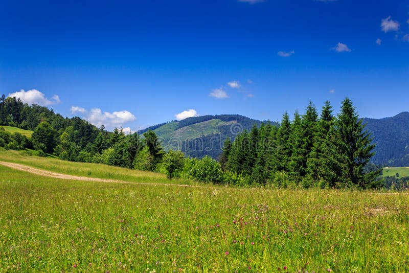 Large Meadow with Spruce Trees on the Hill Stock Photo - Image of place ...