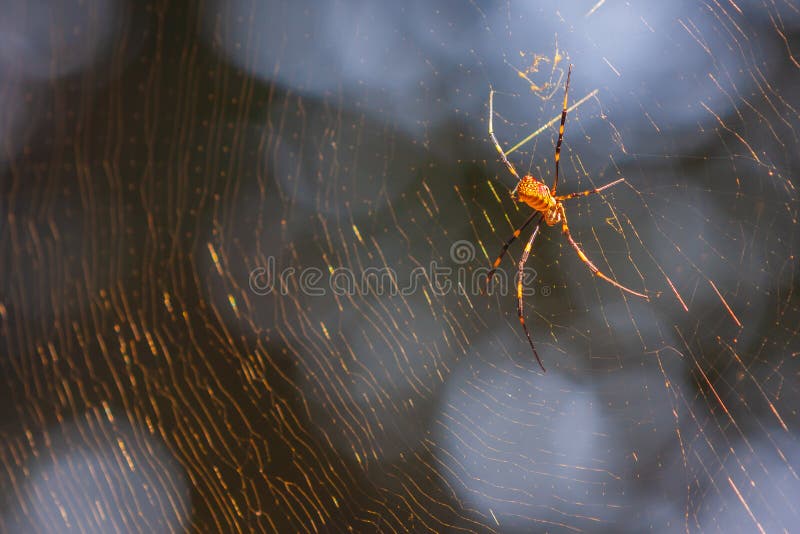 Large Menacing Spider Builds Huge Web Stock Photo - Image of striped ...
