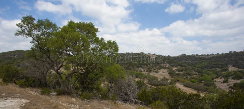 Large Mesquite Tree on a Ridge in Texas Hill Country Stock Image ...