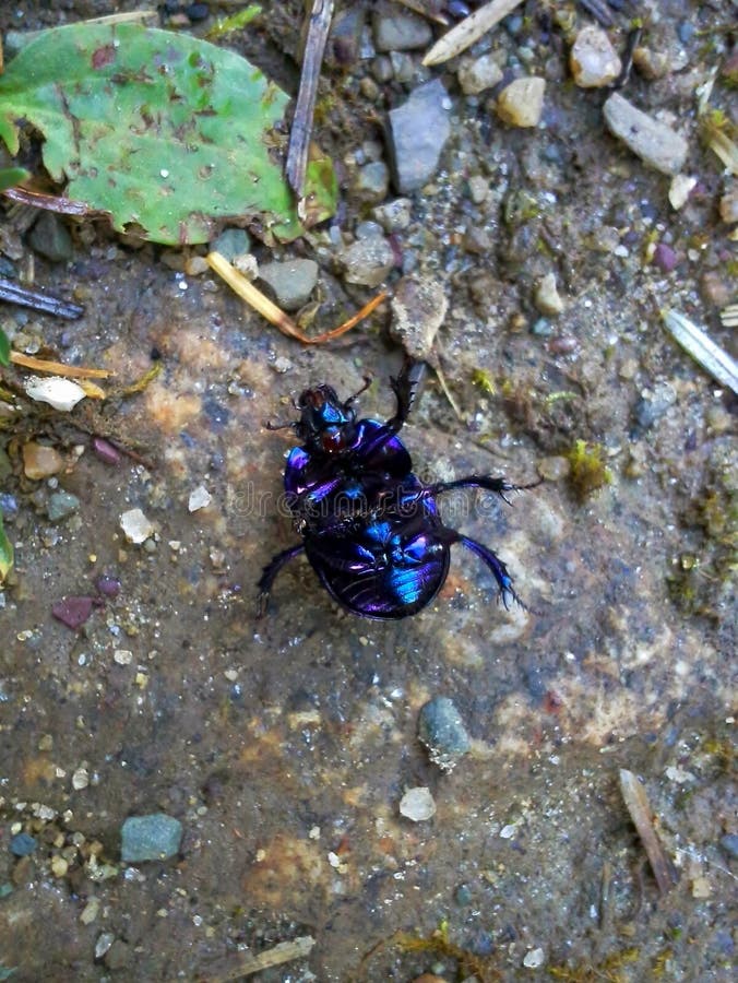 Large Metallic Beetle 1 stock photo. Image of insect - 85838684