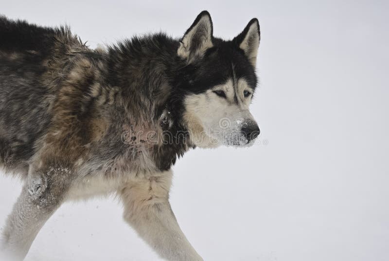 Large Mixed Breed Dog on a Winter Day in Bucegi Mountains Stock Photo ...