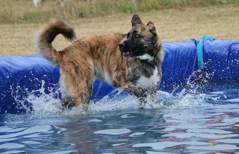 Large Mixed Dog in the Pool Stock Image - Image of healthy, park: 128330161