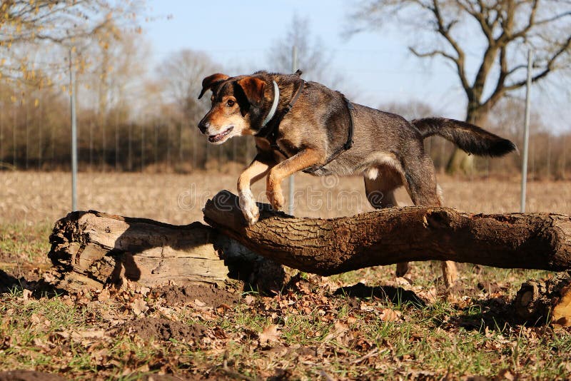 A Large Mixed Dog is Jumping Over a Large Tree Trunk in the Forest ...