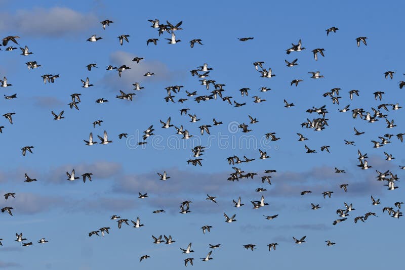 Large Mixed Flock of Ducks in Flight Stock Image - Image of background ...