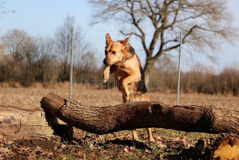 A Large Mixed Shepherd Dog is Jumping Over a Large Tree Trunk in the ... A Large Mixed Shepherd Dog is Jumping Over a Large Tree Trunk in the ...