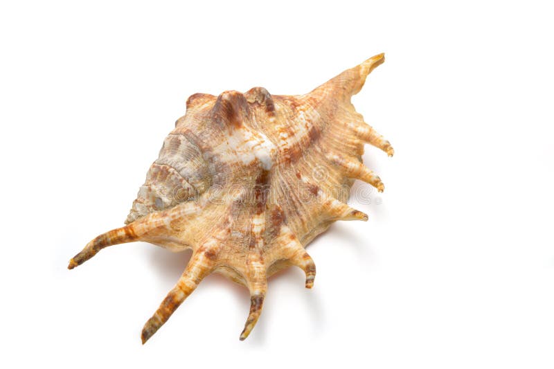 A Large Mollusk Shell of Sand Color with Needles, Top View at an Angle ...