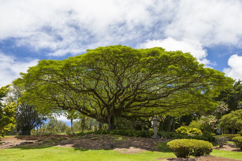 Large monkey pod tree stock image. Image of limb, rain - 29146779