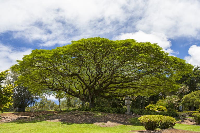 Large monkey pod tree stock image. Image of limb, rain - 29146779