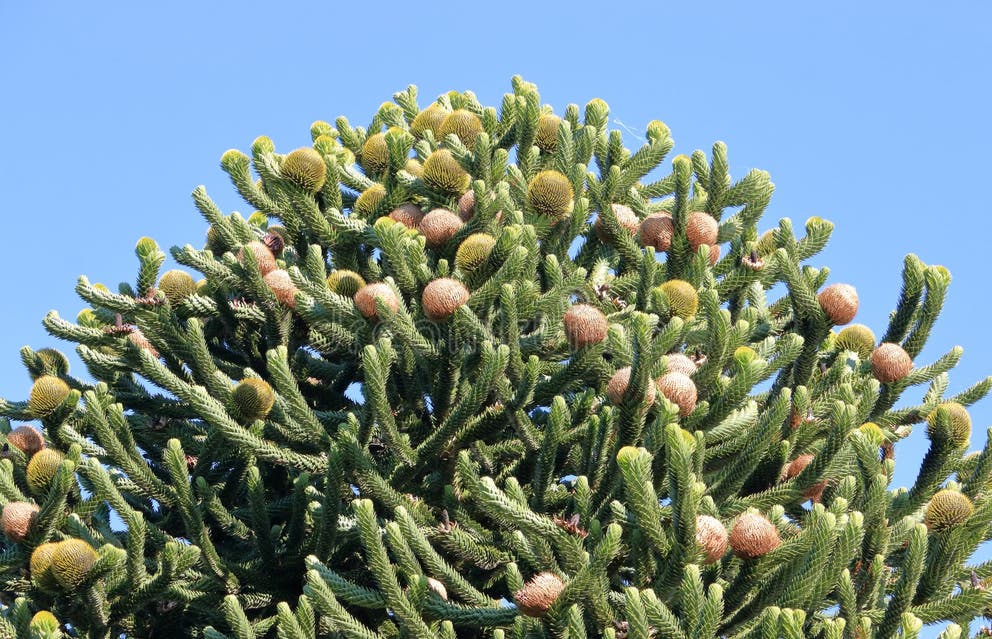 Large Monkey Tree Pods or Seeds Stock Image - Image of vegetation ...