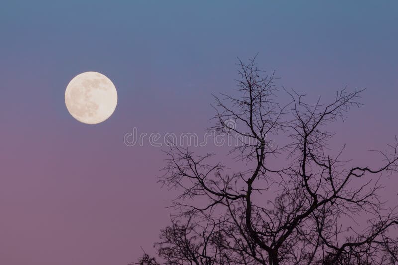 A Large Moon Against a Pinkish-purple Night Sky and Tree Branches ...