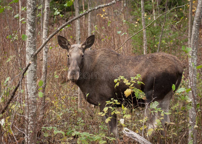 Large moose in field stock photo. Image of pine, mammal - 40381468