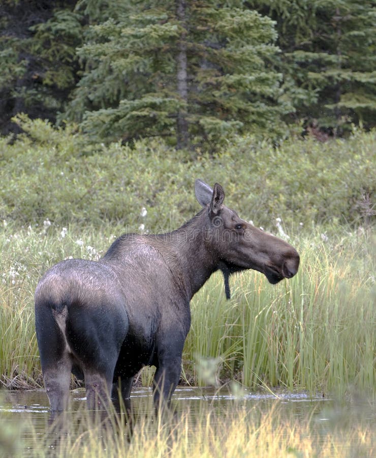 Large moose stock image. Image of field, lake, spring - 64892991