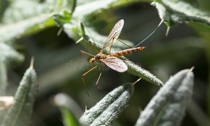 Large Mosquito on a Green Plant. Macro Stock Image - Image of ...